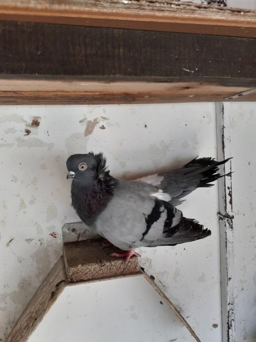 Golub zagrebački prevrtac