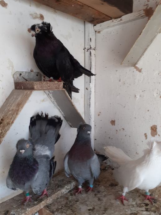 Golub zagrebački prevrtac