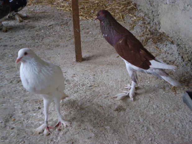 Golubovi engleski gušani