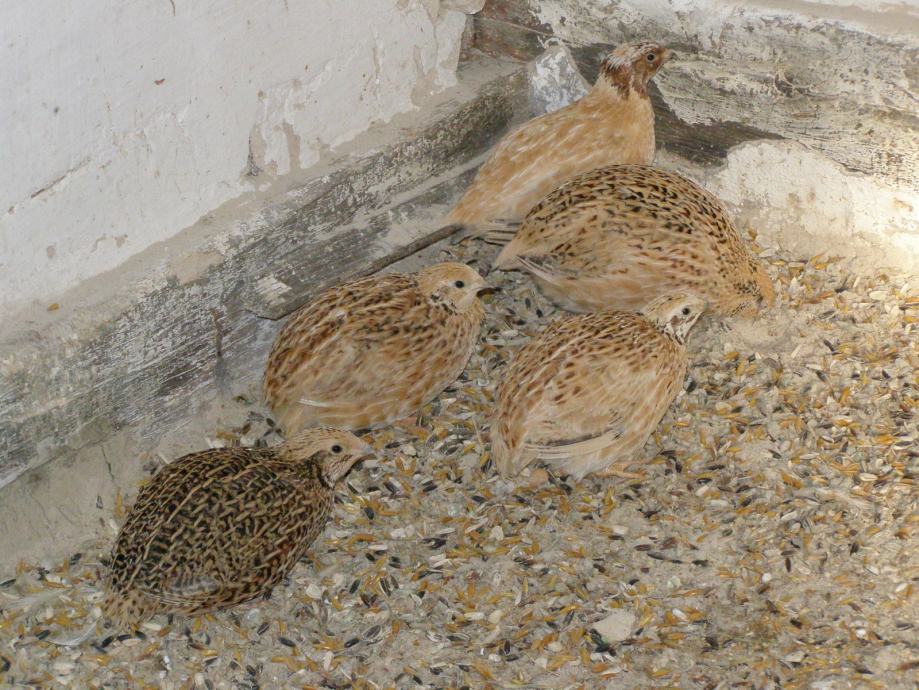 Japanske prepelice prodajem