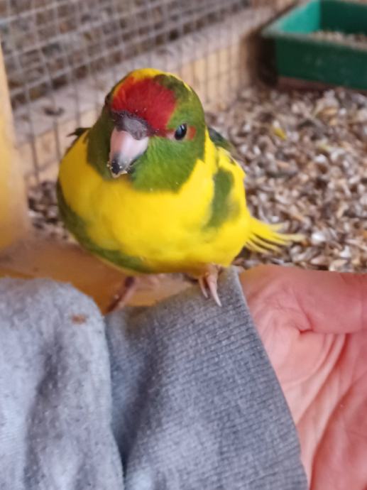 Kakariki papige (kozice)