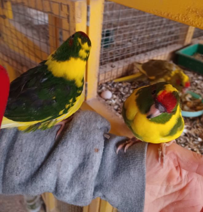 Kakariki papige (kozice)