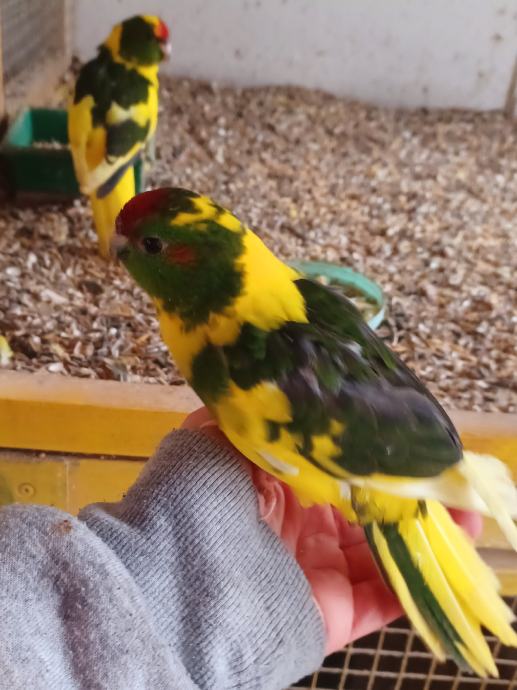 Kakariki papige (kozice)