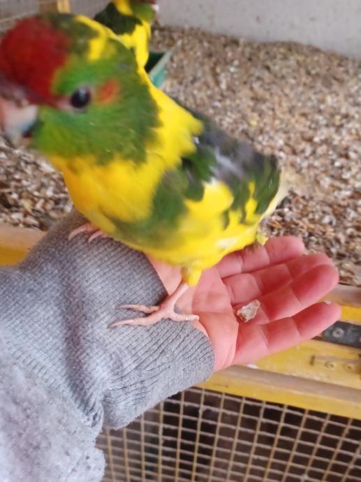 Kakariki papige (kozice)