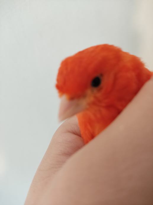 Kanarinac intenzivno crveni