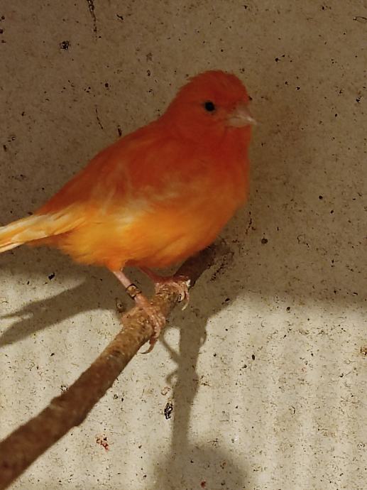 Kanarinac intenzivno crveni