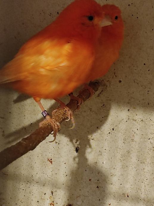 Kanarinac intenzivno crveni