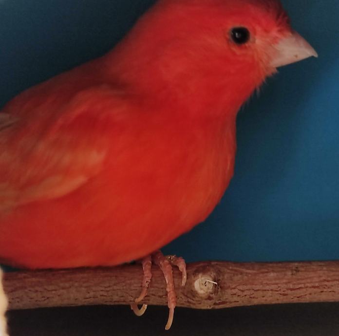 Kanarinac intenzivno crveni