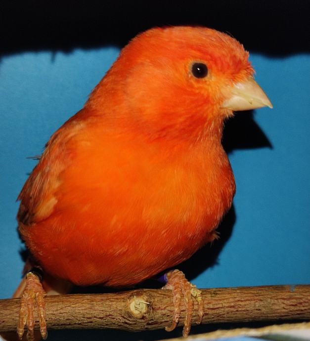 Kanarinac intenzivno crveni