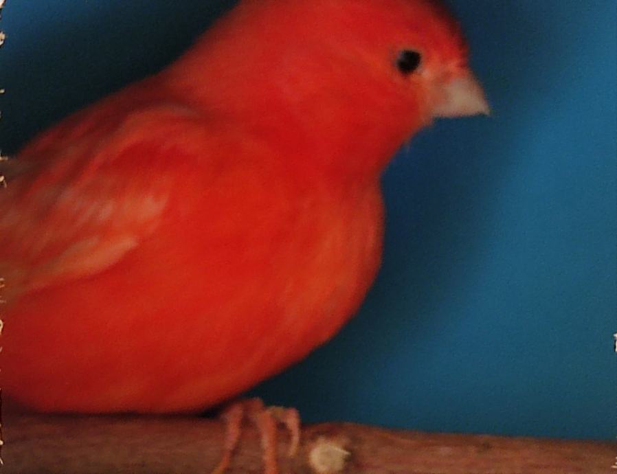 Kanarinac intenzivno crveni