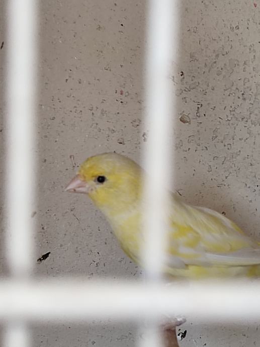 Kanarinac malino ženka