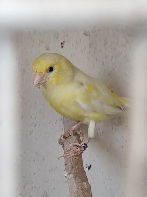 Kanarinac malino ženka