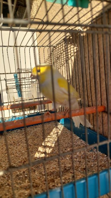 Kanarinac mozaik žuti