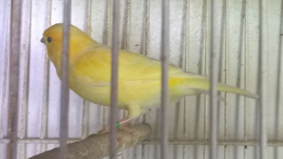 Kanarinci, više komada, cijena 20e po komadu