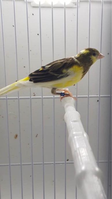 Kanarinac (španjolski minijaturni)