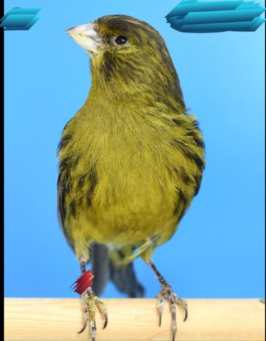 Kanarinac timbrado espanol 2018