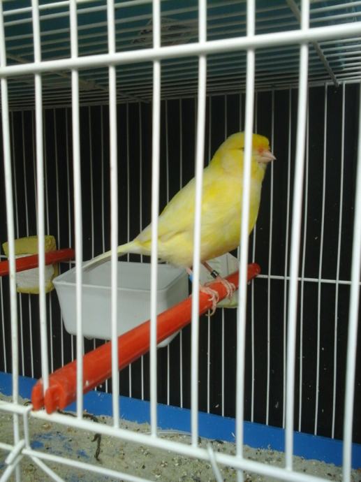 kanarinac upjevan muski