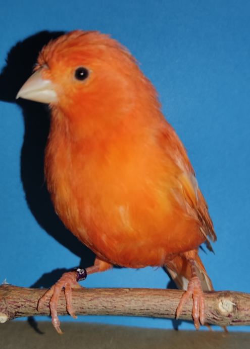 Kanarinac ženka neintenzivno crvena