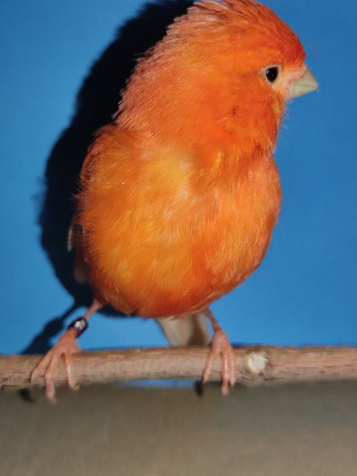 Kanarinac ženka neintenzivno crvena