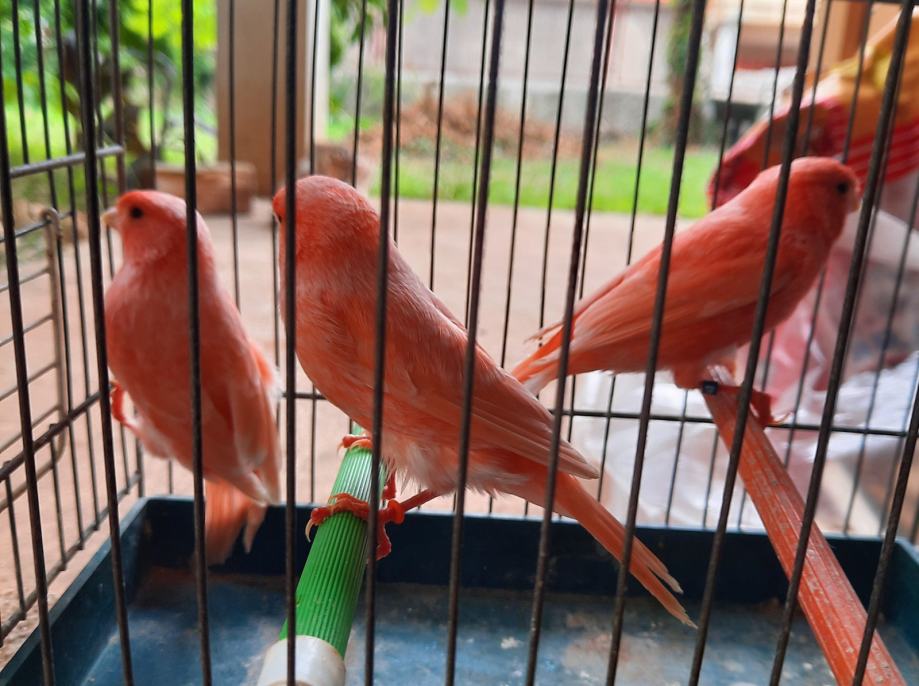 Kanarinci crveni mozaik