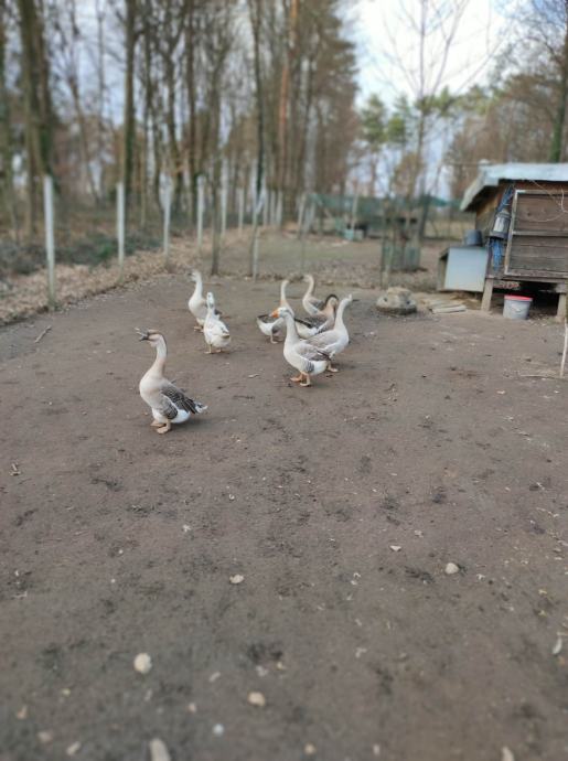 Kineske labudaste guske