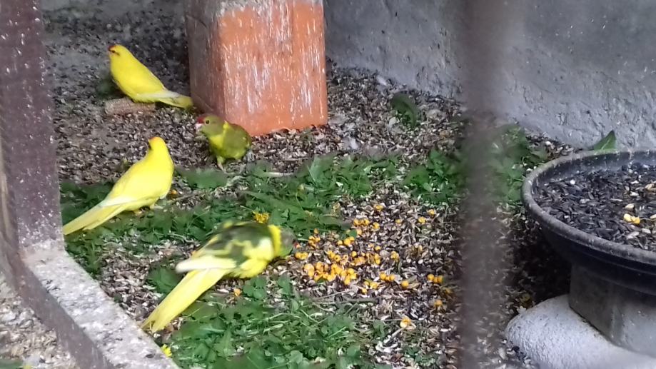 Kozice/Kakariki papige