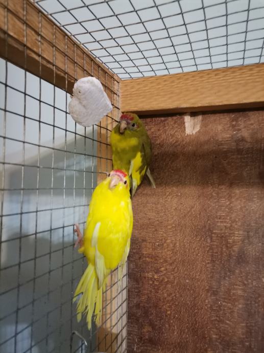 Kozice (kakariki) papige