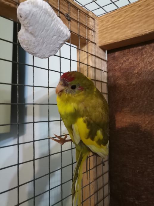 Kozice (kakariki) papige