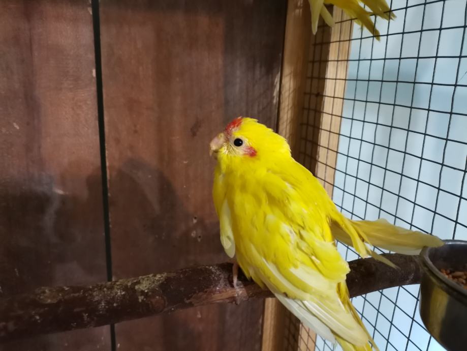 Kozice (kakariki) papige