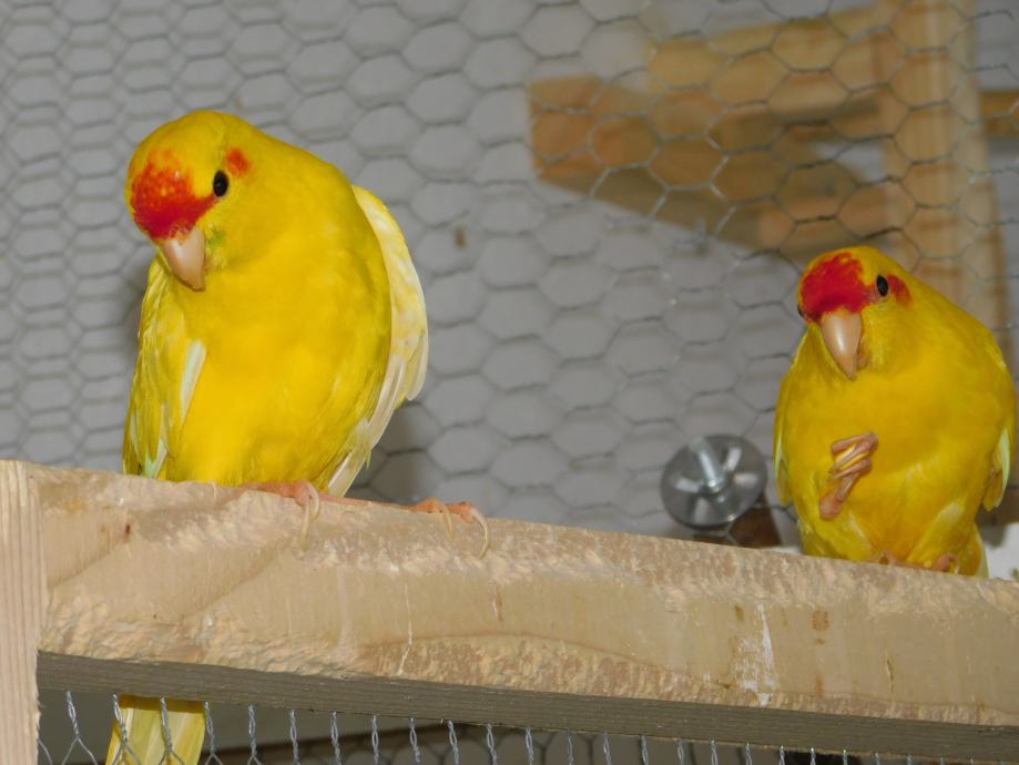 Kozice kakariki žute