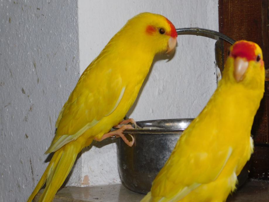 Kozice kakariki žute