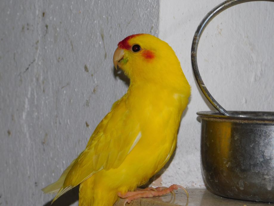 Kozice kakariki žute