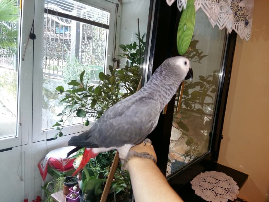 Kraljevski žako - mlade pitome papige