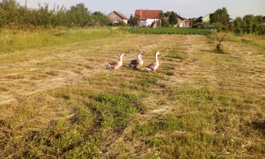 kineska labudasta guska