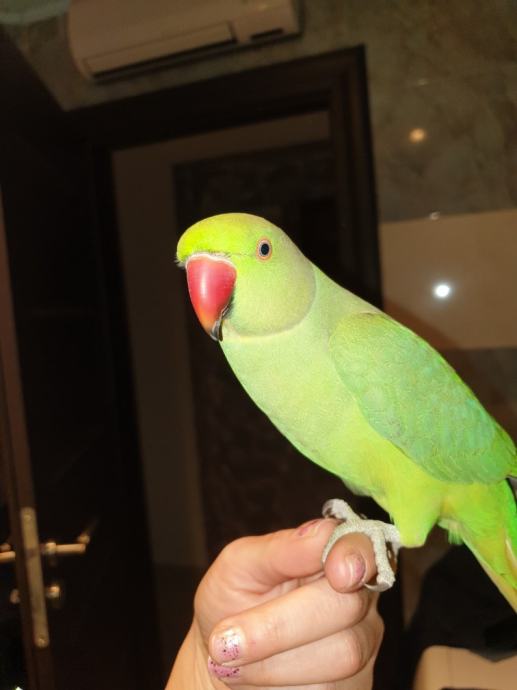 Mali aleksandar - rucno hranjen s velikom volijerom