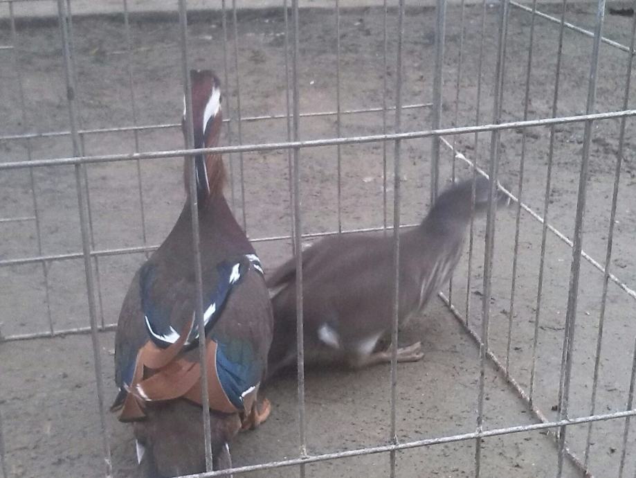Mandarinke ili karolinke (Čepin )