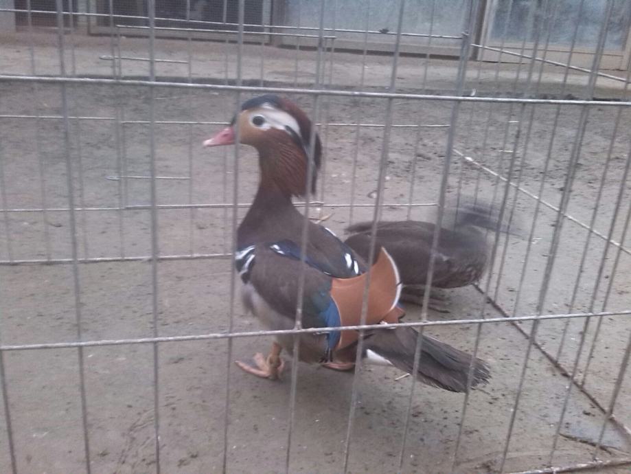 Mandarinke ili karolinke (Čepin )