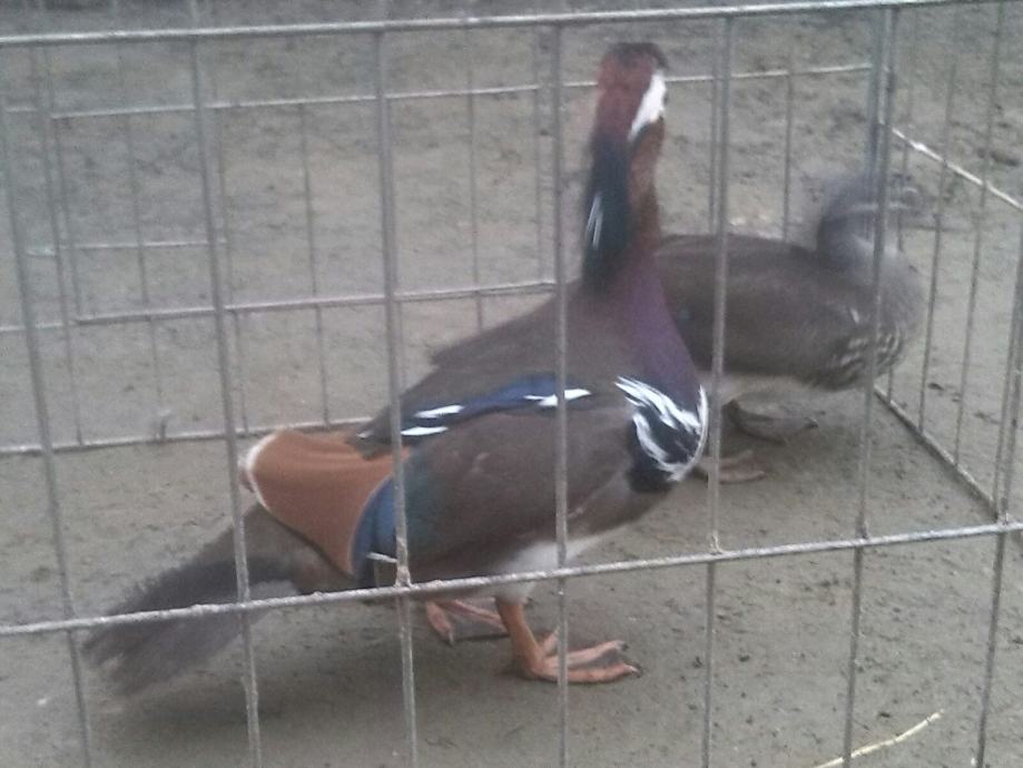 Mandarinke ili karolinke (Čepin )