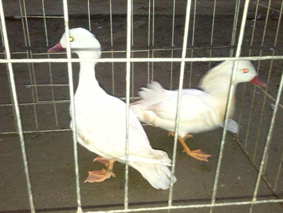 Mandarinke ili karolinke (Čepin )