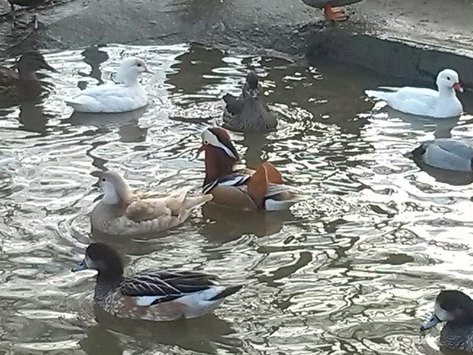 Mandarinke ili karolinke (Čepin )