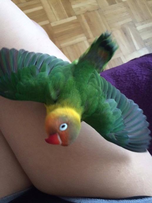 Mlada fisher papiga - ženka