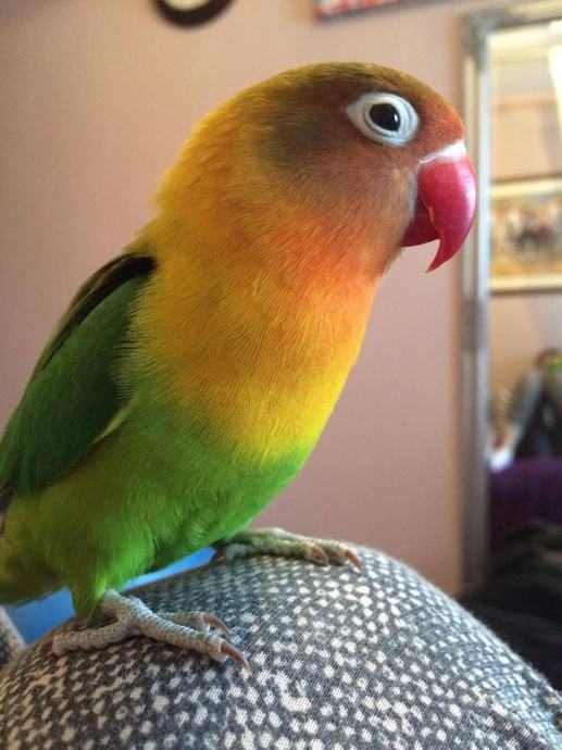 Mlada fisher papiga - ženka