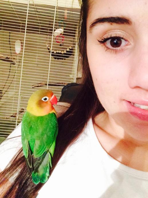 Mlada fisher papiga - ženka