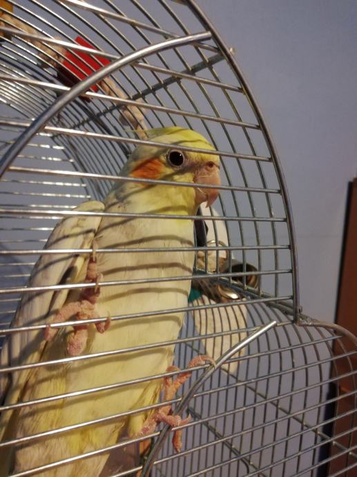 Mlada papiga nimfa + krletka