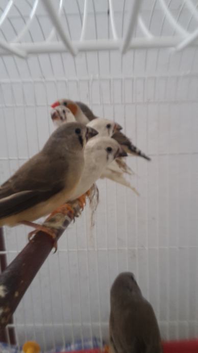 Mlade Australske Zebice