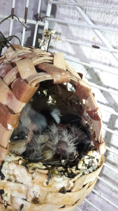 Mlade Australske Zebice