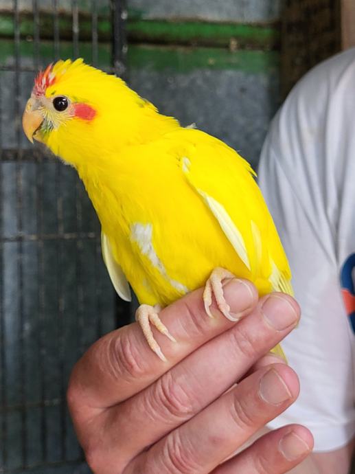 Mlade Kozice (Kakariki)