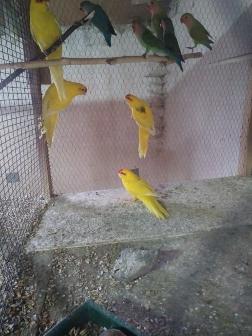 Mlade kozice i rozenkolisi