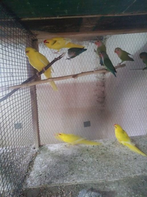 Mlade kozice i rozenkolisi