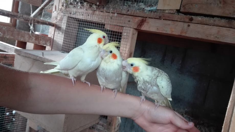 MLADE NIMFE RUCNO HRANJENE